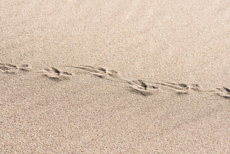 Animal Traces in the Sand - Copy Space Stock Image - Image of prints ...