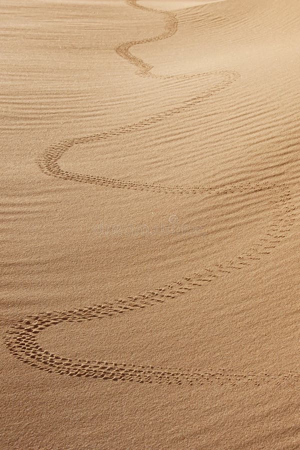 Animal Track in Desert Sand Stock Image - Image of animal, prints: 11921545
