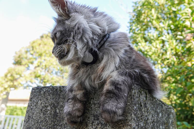 Animal Tracking Devise on the Neck of Cat Stock Image - Image of ...
