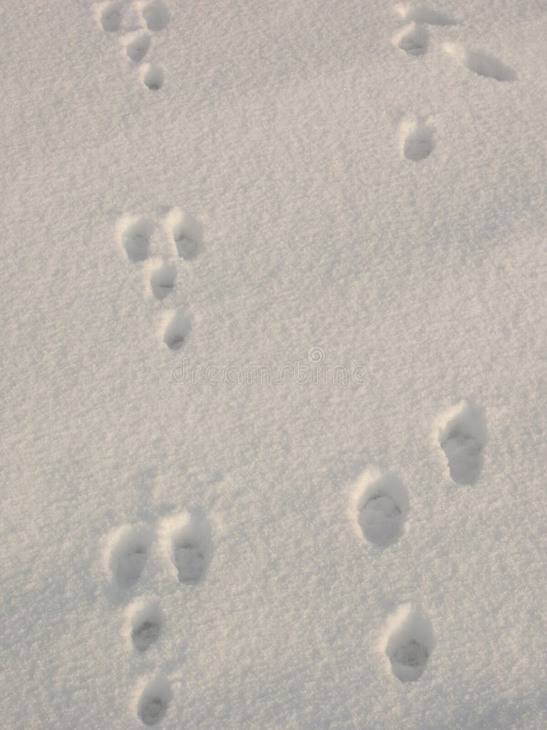 3,480 Animal Tracks Background Stock Photos - Free & Royalty-Free Stock ...