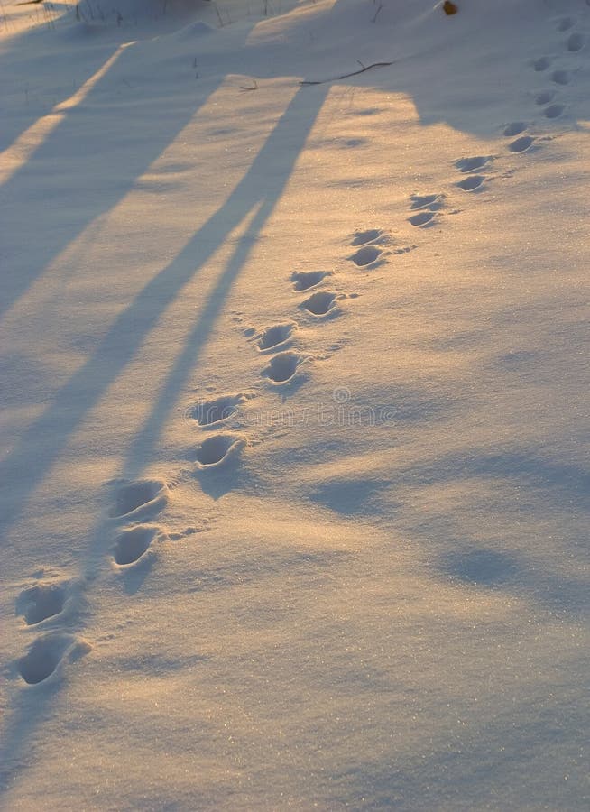 Tracks stock image. Image of wolf, animal, path, tracks - 425515