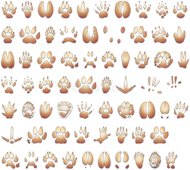 Animal Tracks Path Stock Illustrations – 1,045 Animal Tracks Path Stock ...