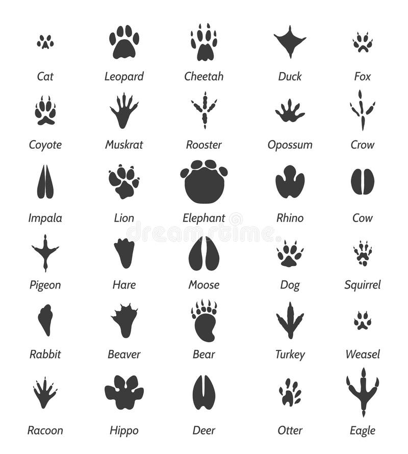 Animal Tracks Stock Illustrations – 4,302 Animal Tracks Stock ...