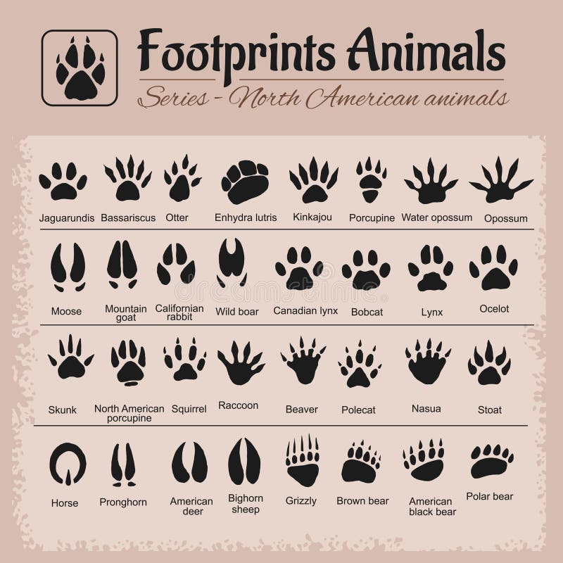 Ocelot Silhouette Stock Illustrations – 166 Ocelot Silhouette Stock ...