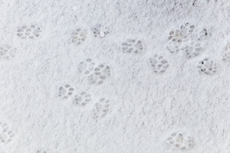 Animal Tracks in the Snow. Cat Tracks in the Snow. Top View. Winter ...