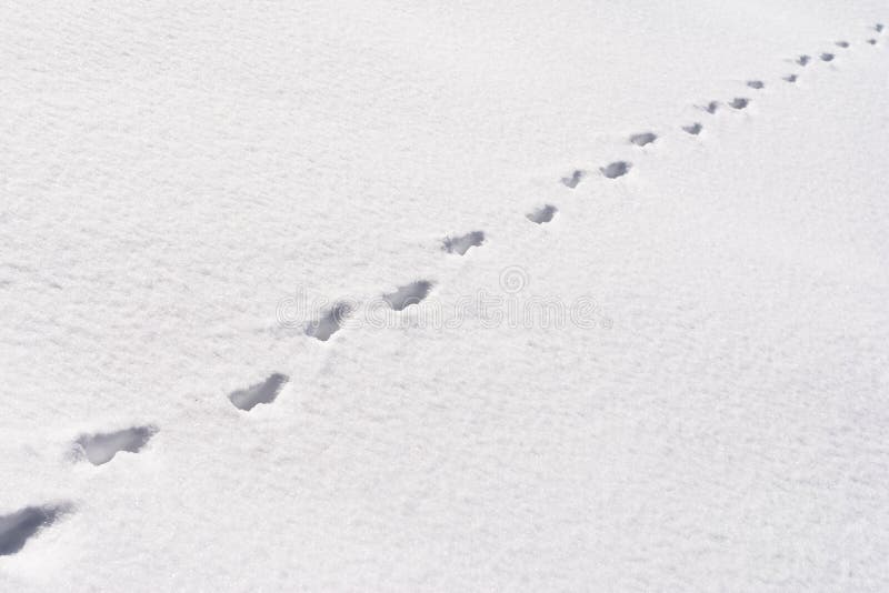 Grey Fox Tracks