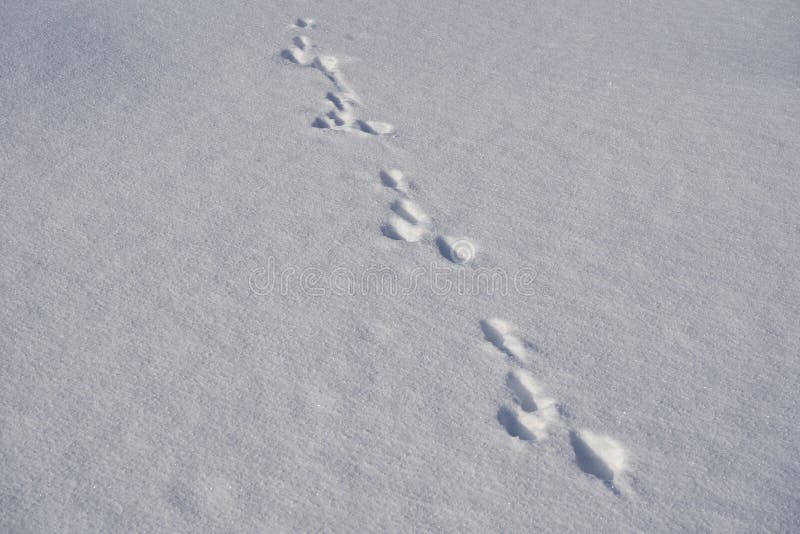 Animal Tracks in the Snow,hare Tracks in Winter in the Snow Stock Photo ...