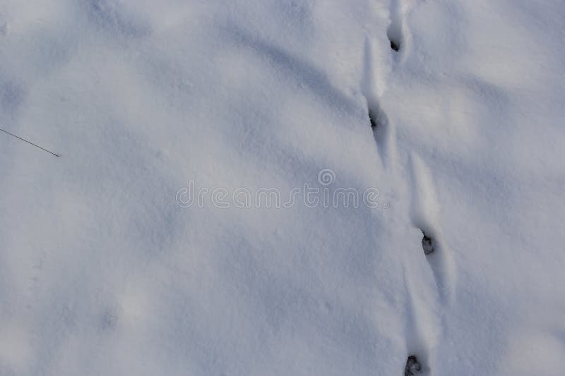 Animal Tracks in the Snow, Hare Tracks in Winter in the Snow Stock ...