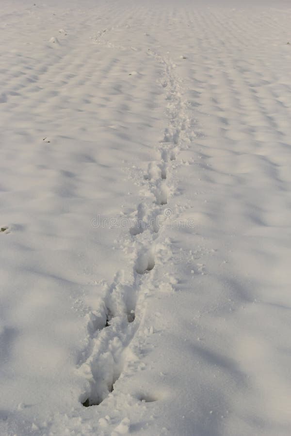 Animal Tracks in the Snow,hare Tracks in Winter in the Snow Stock Photo ...