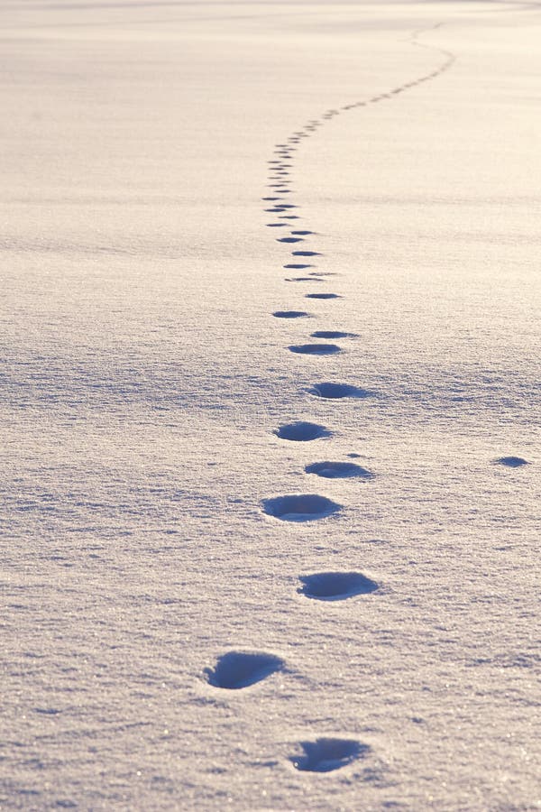 Animal tracks in snow stock image. Image of white, track - 31252929