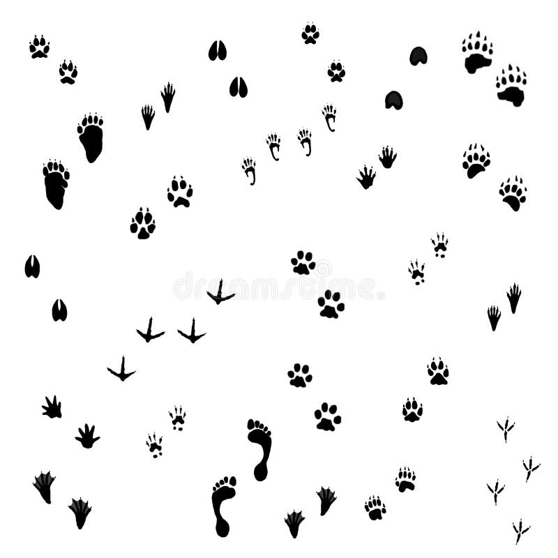 Animal Tracks Stock Illustrations – 11,371 Animal Tracks Stock ...
