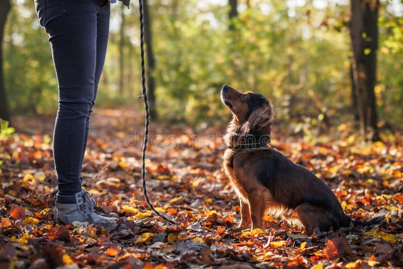 Animal Trainer Doing Obedience Training of Small Mixed Breed Dog Stock ...