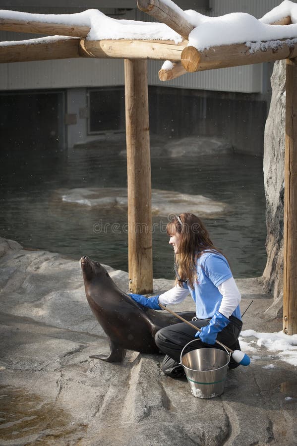 Animal Trainer stock photo. Image of zootrainer, animalrehabilitation ...