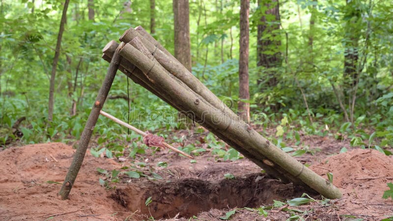 110 Beaver Trap Stock Photos - Free & Royalty-Free Stock Photos from ...