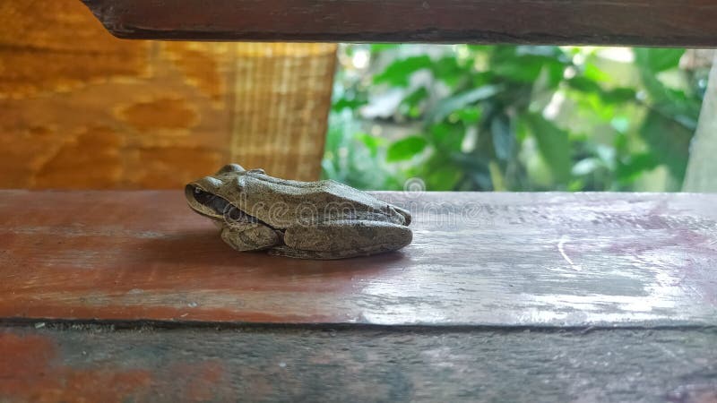 Animal Tree Frog Sitting on Bench Stock Photo - Image of animal, frog ...