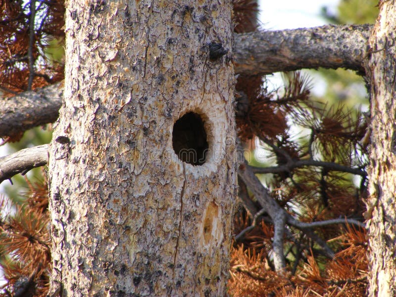 Animal tree hole stock photo. Image of trunk, hole, branch - 57661796