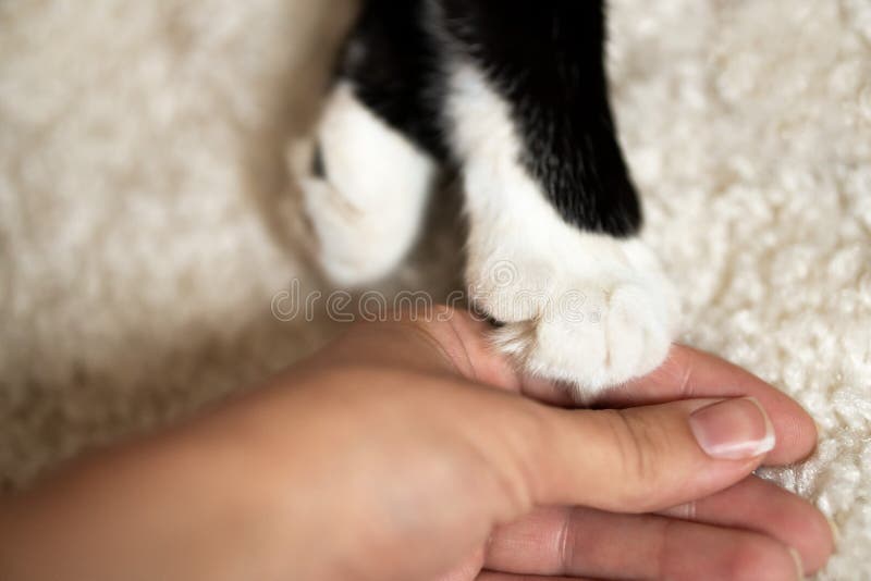 Animal Trust. Cat Paws and Hand Stock Image - Image of fingers ...