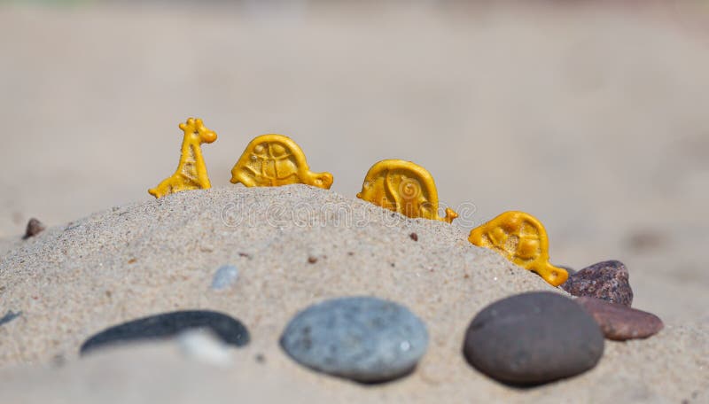 Crackers in the Sand on the Beach Stock Photo - Image of golden, crisp ...