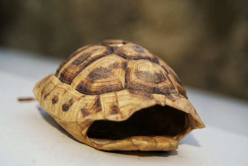 Turtle Hid In Armor While Sitting On Sawdust Stock Photo - Image of ...