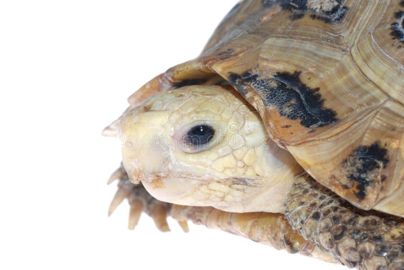 Turtle Tortoise, Many Angles and View Portrait Side Back Head Shot ...