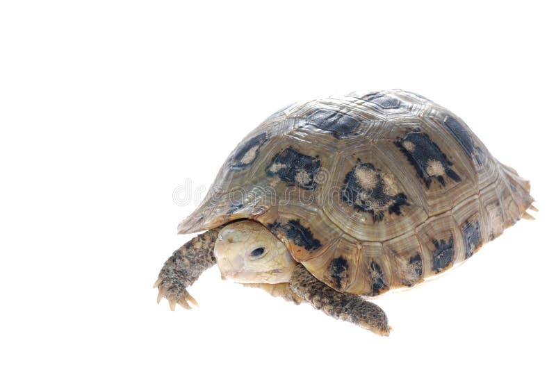 Turtle family on parade stock photo. Image of animal - 19094008