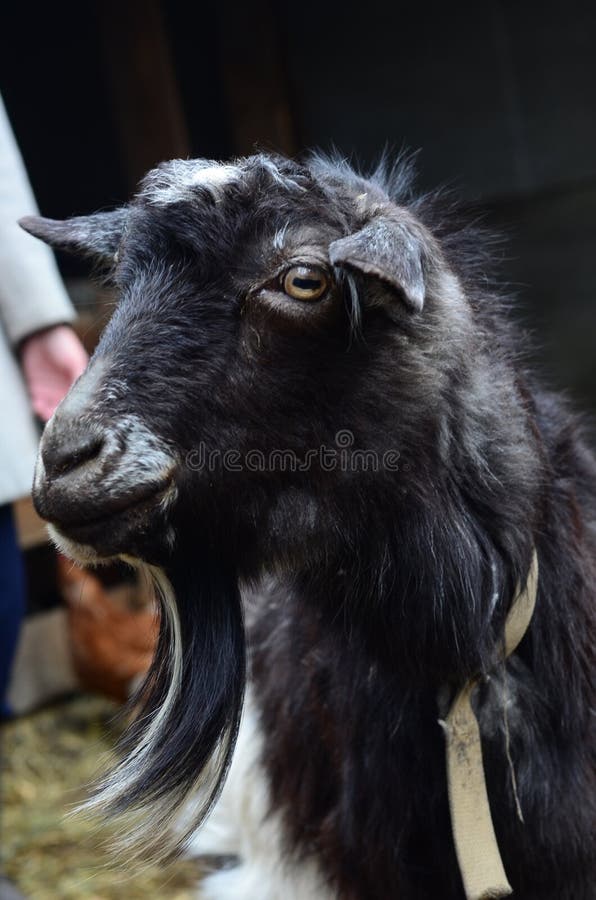 201 Smart Goat Stock Photos - Free & Royalty-Free Stock Photos from ...