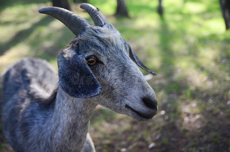 184 Smart Goat Stock Photos - Free & Royalty-Free Stock Photos from ...