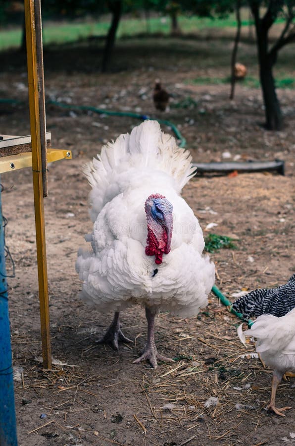 Dinde Vivante Dans Une Ferme Image stock - Image du feathered, vivant ...
