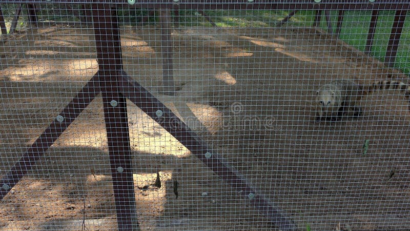 Animal Walk in Zoo Cage in Summer Day. 4K Stock Video - Video of mammal ...
