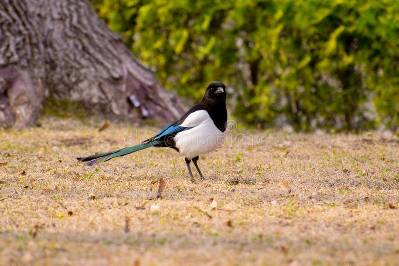 Animal white crow stock image. Image of alive, beautiful - 147378269