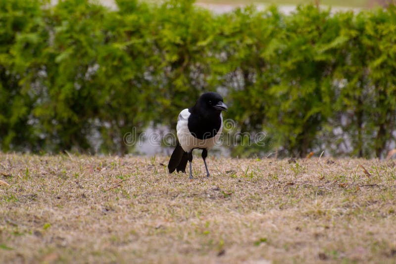 Animal white crow stock photo. Image of fowl, bowl, black - 147378768
