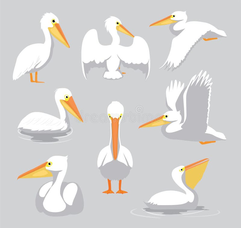 Animal White Pelican Poses Cartoon Vector Set Stock Vector ...