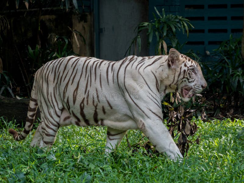 Animal: White Tiger stock photo. Image of killer, mammal - 100377474