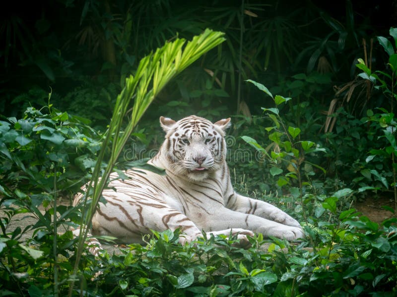 Animal: White Tiger stock image. Image of biology, feline - 98445645