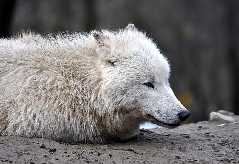 Animal - White Wolf stock photo. Image of animal, wolf - 49621782