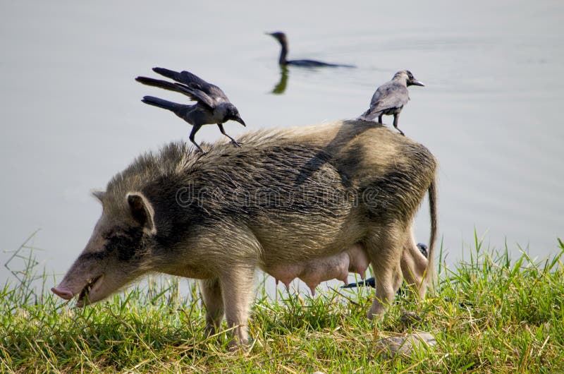 Animal a Wild Boar a Female with Birds on a Back Stock Image - Image of ...