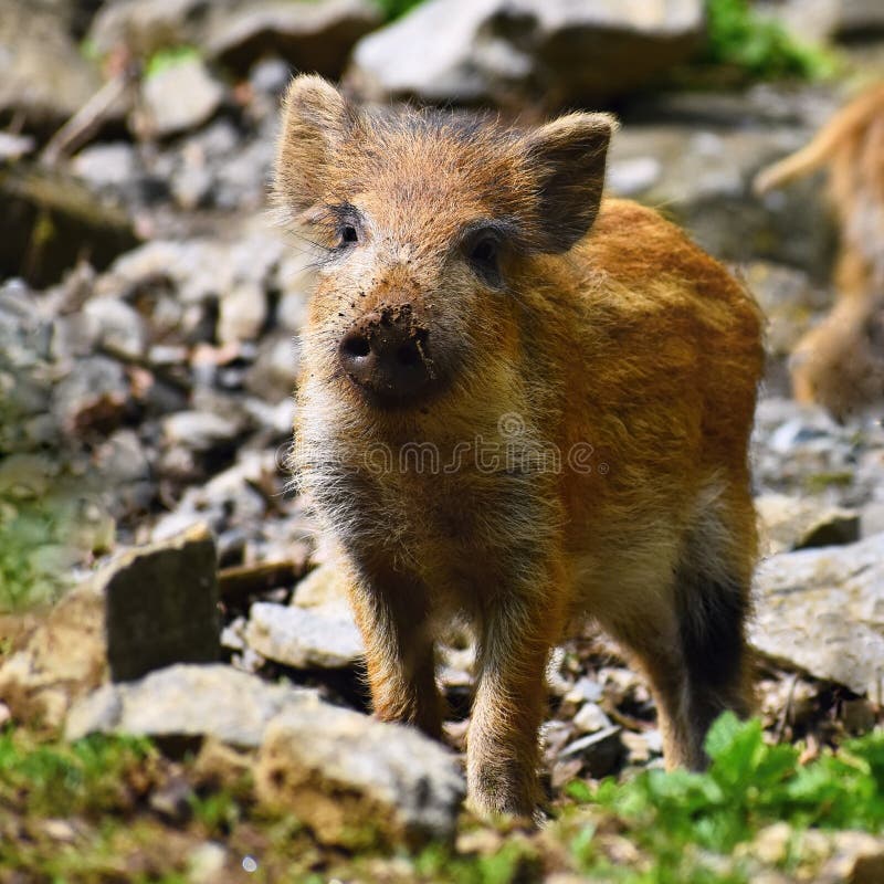 Animal - Wild Boar in the Wild. Sus Scrofa Stock Image - Image of ...