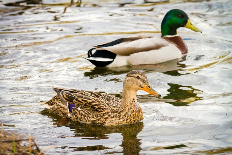 Animal a Wild Drake and a Duck Sail on a Pond Stock Photo - Image of ...