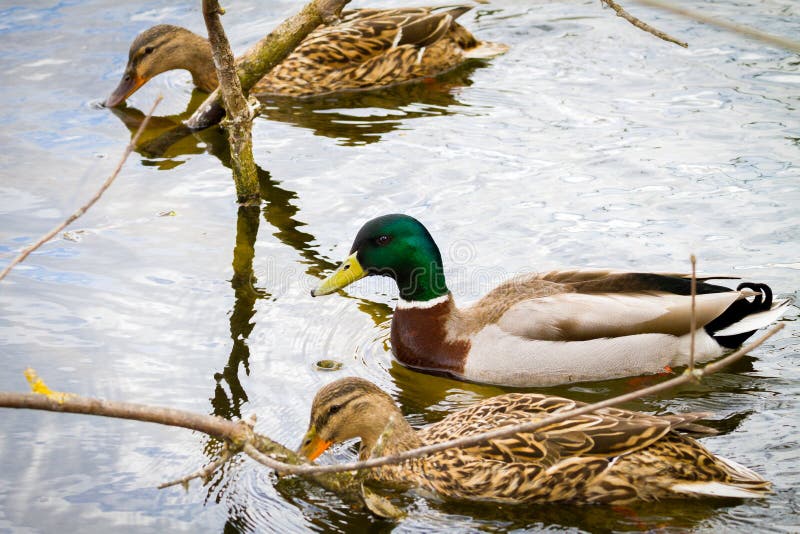 Animal a Wild Drake and a Duck Sail on a Pond Stock Photo - Image of ...