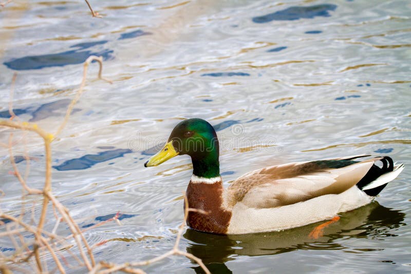 Animal a Wild Drake Swims on a Pond Stock Image - Image of outdoor ...