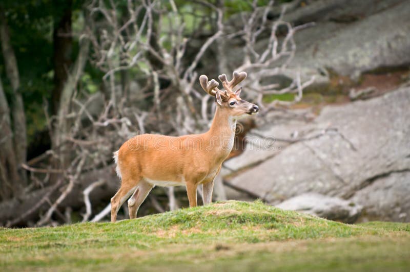 Animal Wildlife White Tailed Deer in Blue Ridge Stock Photo - Image of ...