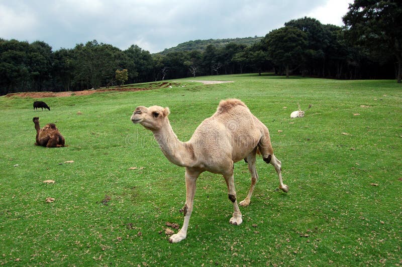 Animal Wisdom Picture. Image: 1390712