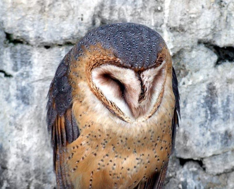 Animal wisdom stock image. Image of fauna, nature, birds - 1429623