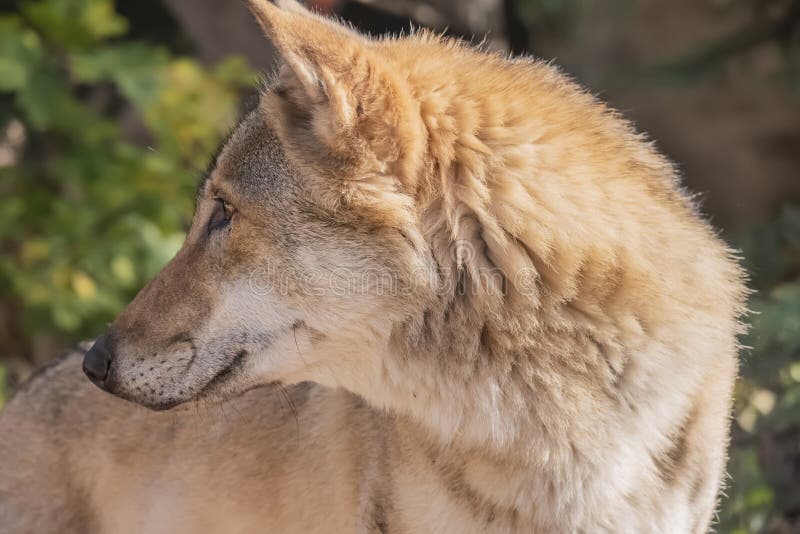 Animal wolf stock photo. Image of natural, wild, animal - 163248560