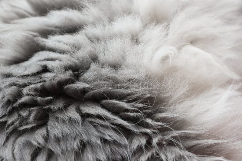 Animal Wool Background . Gray and White Fur Stock Photo - Image of ...