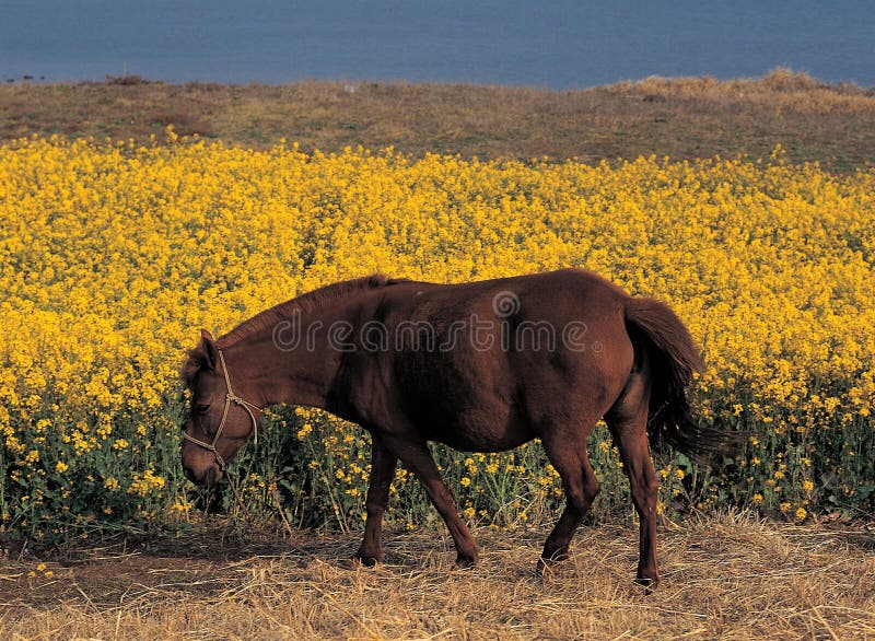 Animal stock photo. Image of livestock, working, horse - 81537946
