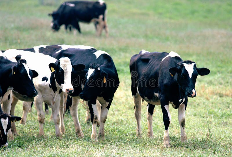 Animal editorial stock photo. Image of range, area, mammal - 81539543