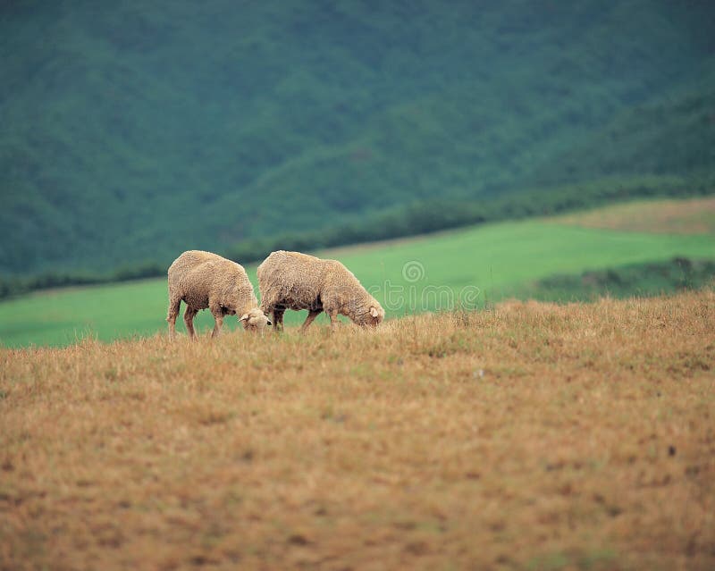 Animal stock image. Image of working, range, outdoors - 81539611
