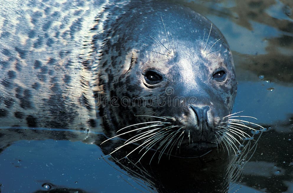 Animal stock photo. Image of wildlife, pinto, seal, lion - 81540962