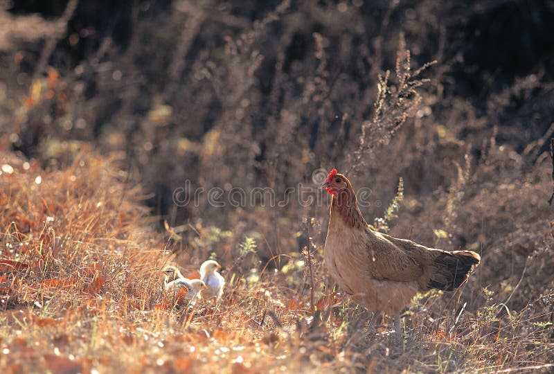 Chicken on Grass stock photo. Image of baby, tranquil, animal - 77326